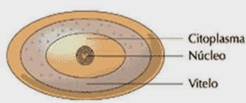 EMBRIOLOGÍA: Tipos de óvulos o huevos