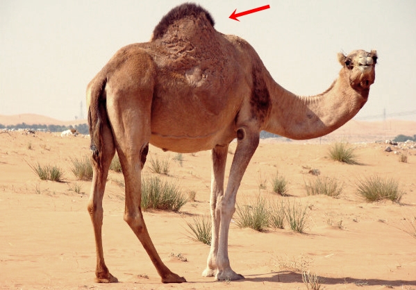 Fakta dan Mitos Tentang 7 Hewan yang Sering Kita Dengar