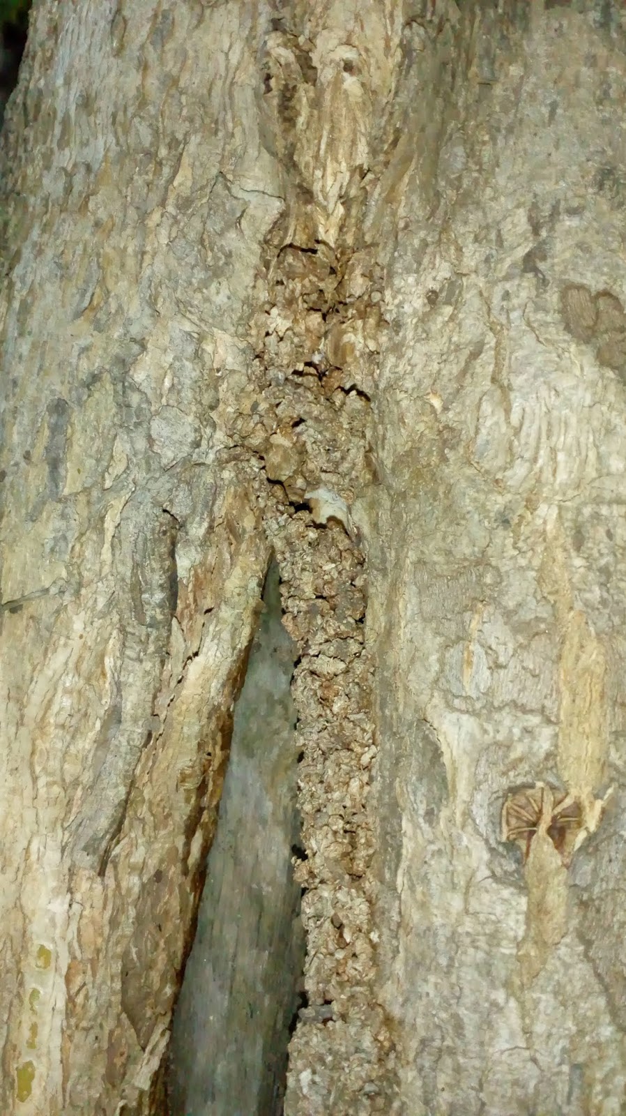 Mango Stem Borer and it’s Management