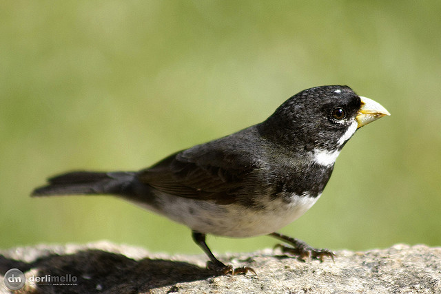 O MUNDO DOS PÁSSAROS: COLEIROS