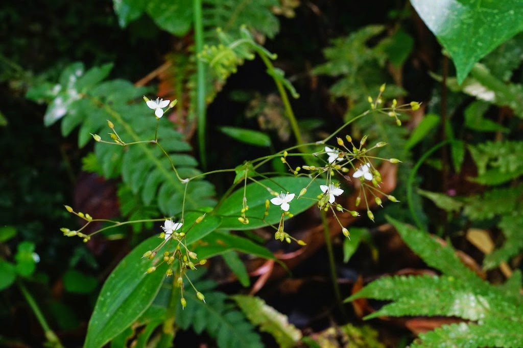 Papo Vives Sacerdote del Bosque: COMMELINACEAE GIBASIS GENICULATA ...