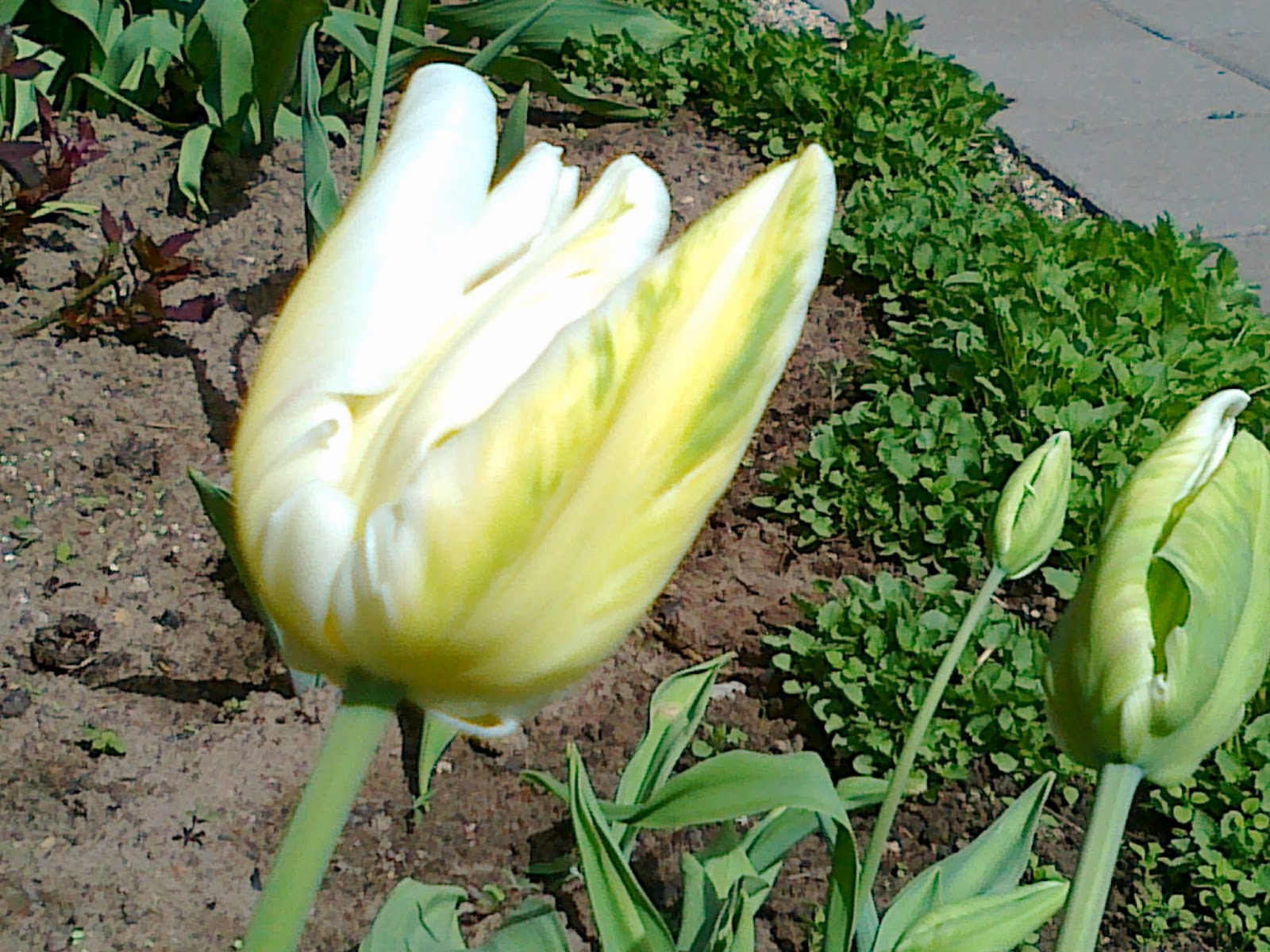 Tea's Garden Stories: Tulbid püsikupeenras