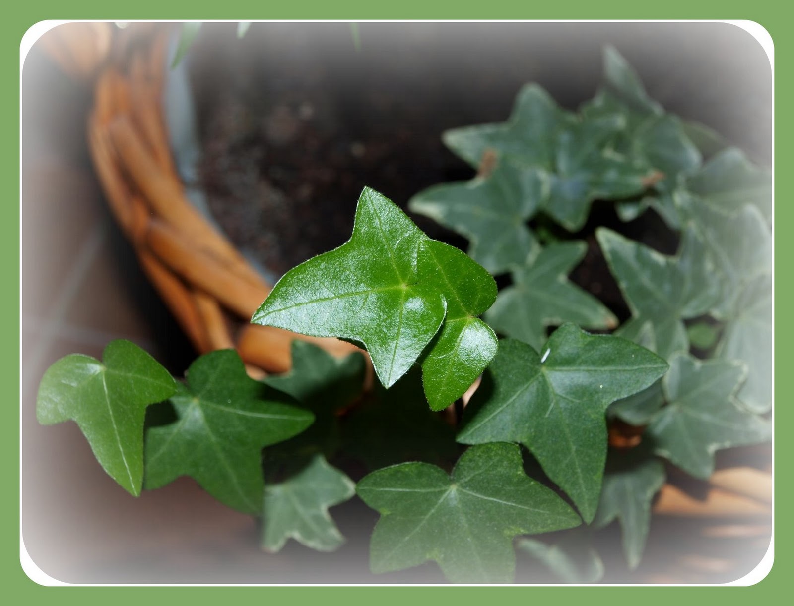 Mark's Veg Plot: Photos