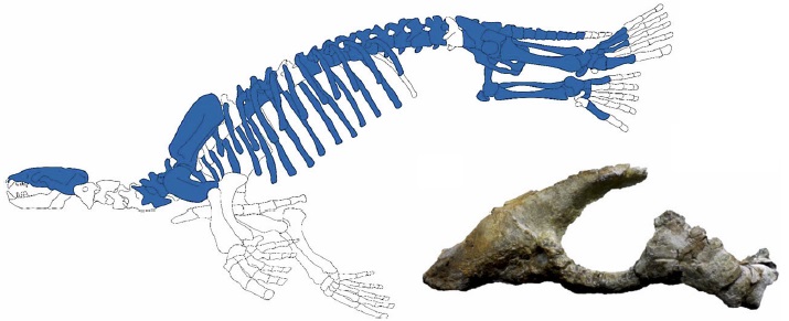 The Coastal Paleontologist: 2018 in review: advances in marine mammal ...