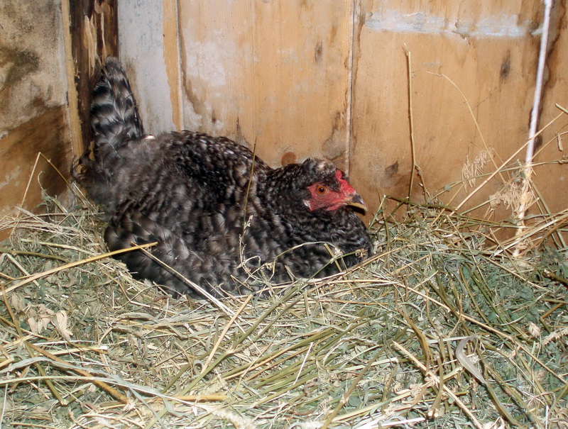 Blogul Simonei: Poze cu găini