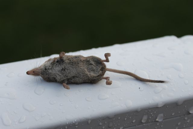 Reflections from Crumbly Acres: How to tenderize a mouse, mole, vole, shrew