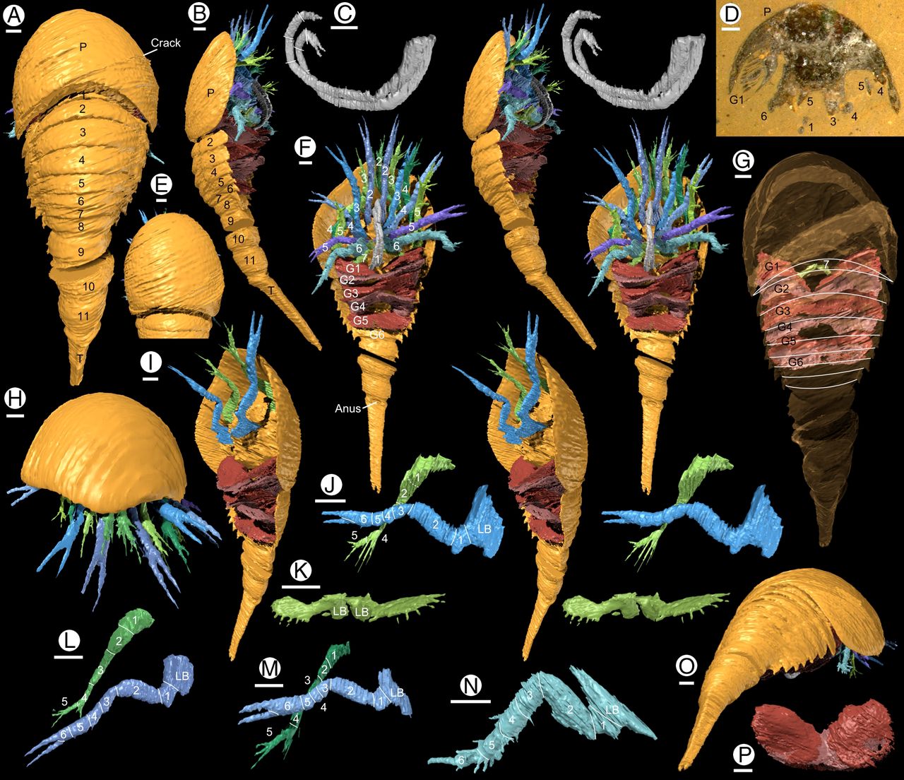Species New to Science: [Paleontology • 2012] Dibasterium durgae ...