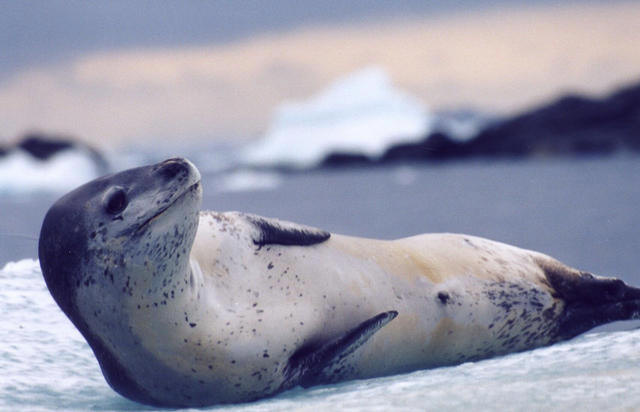 Punto curioso: Top 5 animales caníbales