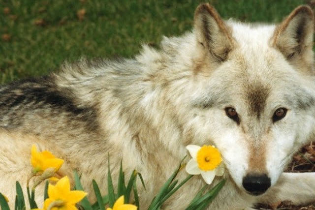 White Wolf : Beautiful Photos Of 25 Animals Who Are Enjoying Spring