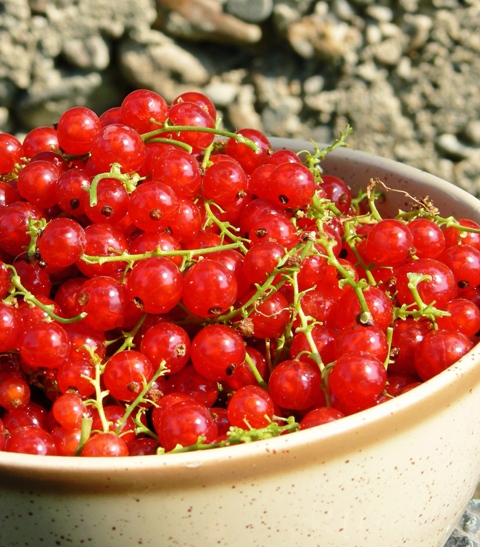 Jeleu (Peltea) de Coacaze rosii