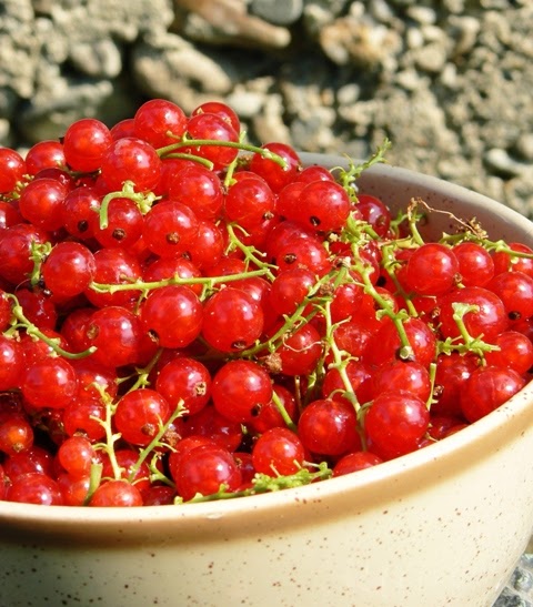 Jeleu (Peltea) de Coacaze rosii