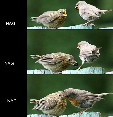 chippep: MORE MARVELOUS ANIMAL PHOTOS