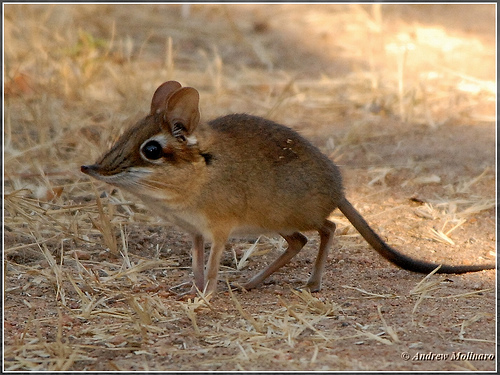 Mollieumpkin: Fruit bat, Rat
