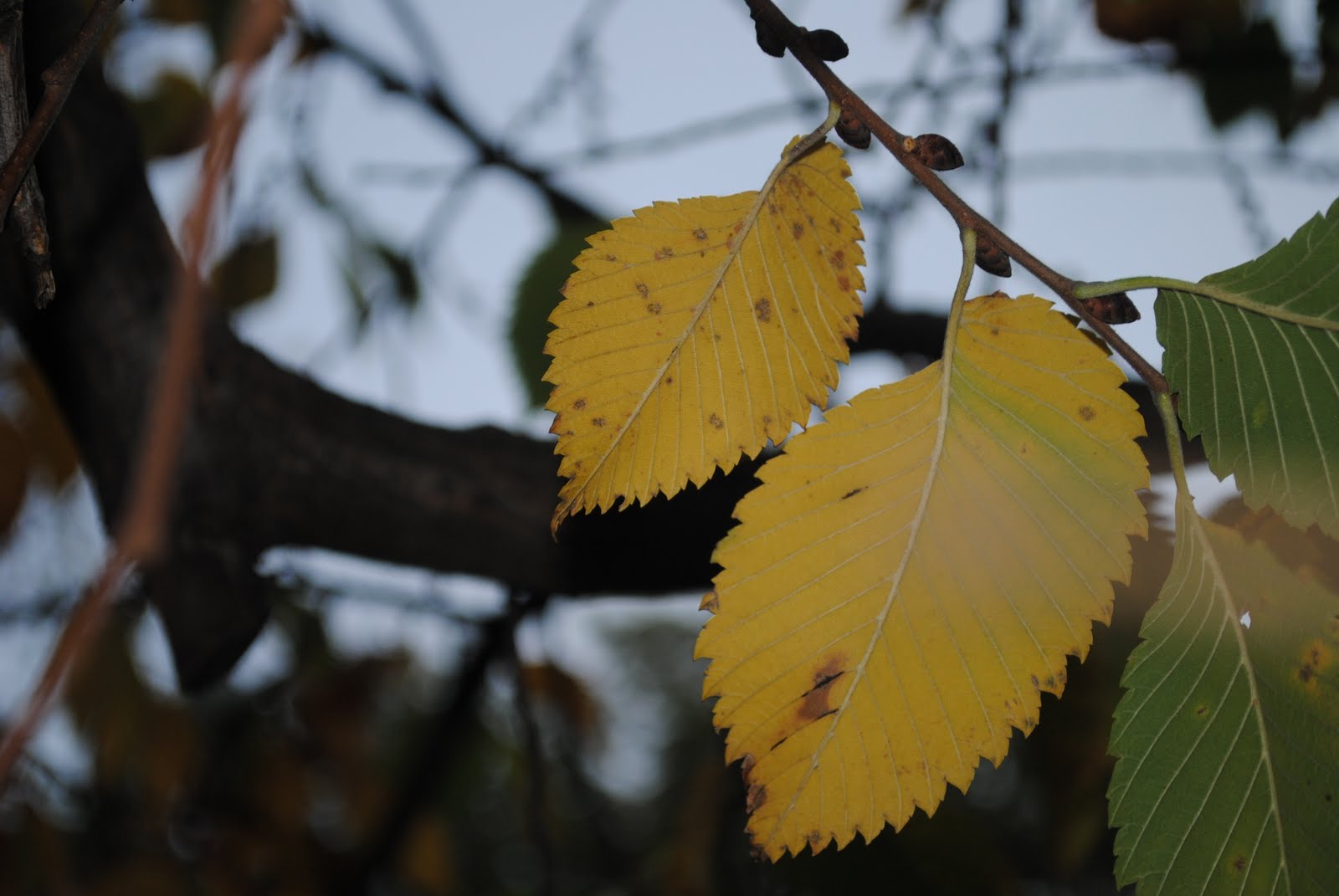 Anthony Stratis Designs in the making