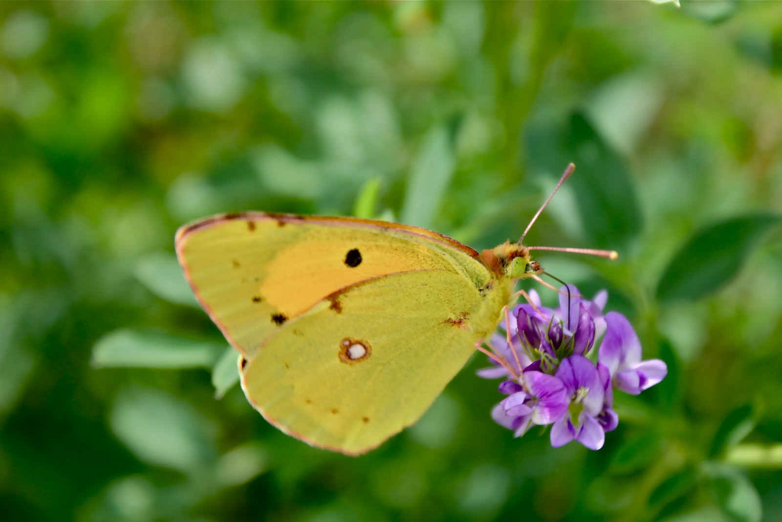 aluaflutua: maio 2011