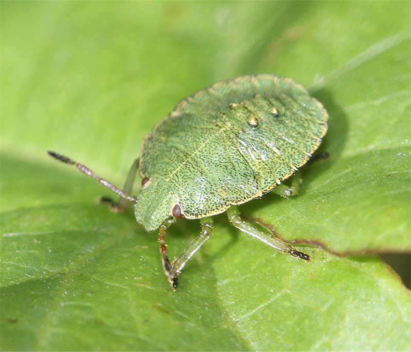 Murfs Wildlife : July Bugs