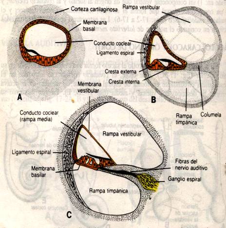 Órgano de la audición y equilibrio: El Oído: Embriología, Anatomía y ...