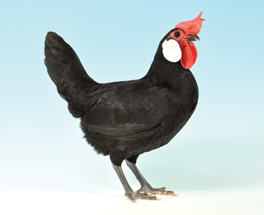 Ayam Minorca (Petelur) - Peternak Ayam Cemani dan Kedu