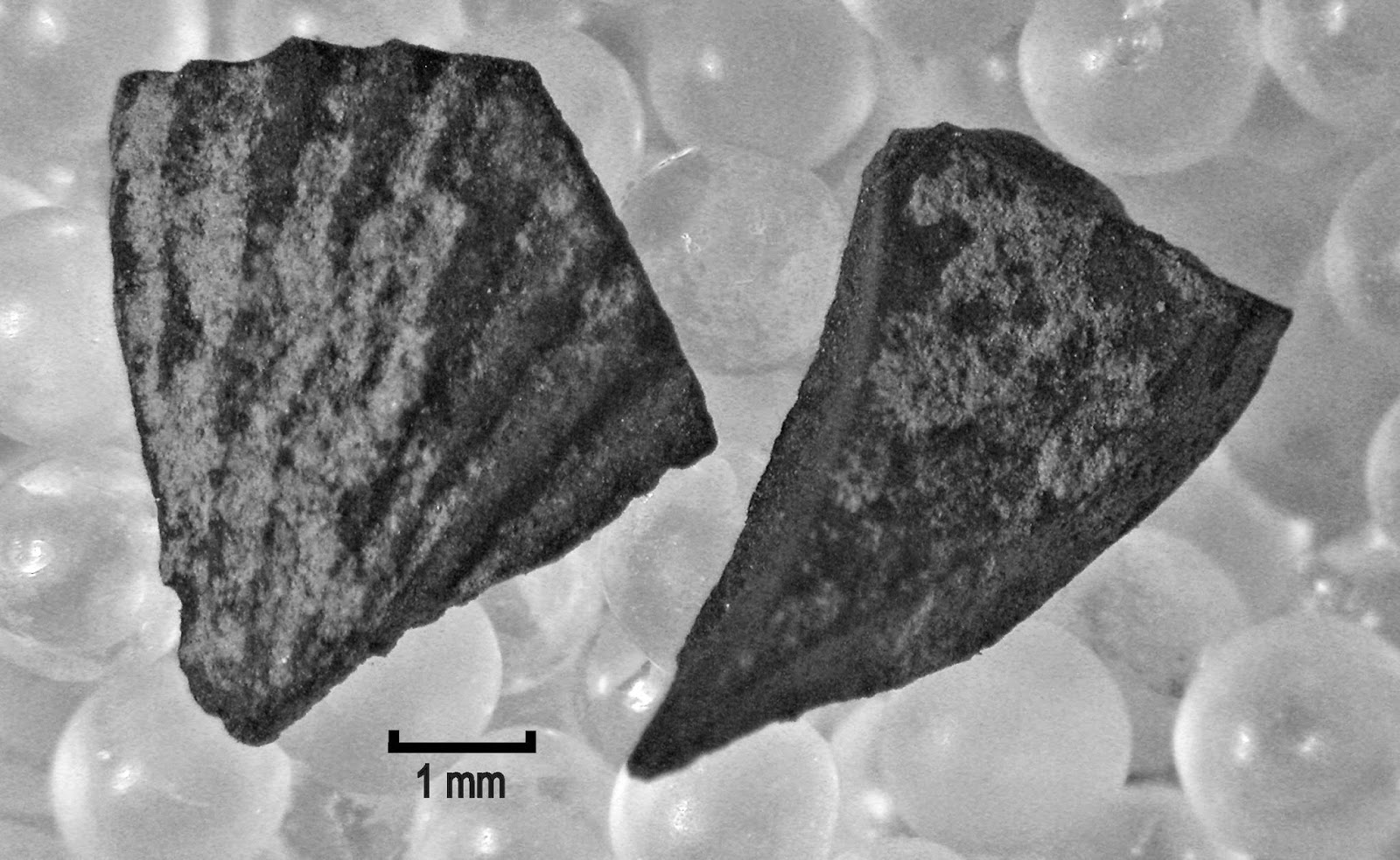 Ancient Food and Farming: Nuts in Neolithic Ireland