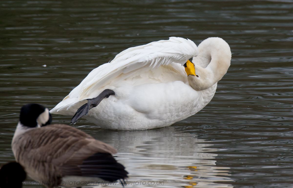 MONTGOMERYSHIRE BIRDS: Whopper of a Whooper