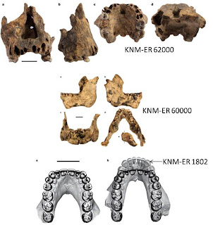 Palaeos, la historia de la Vida en la Tierra: Homo rudolfensis al fin ...