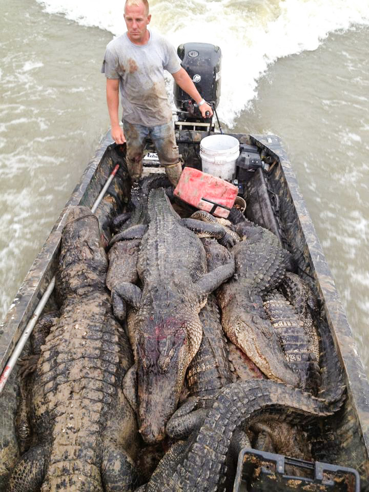 EL RRUN RRUN: NAT. GEO, HISTORY CHANNEL ENCOURAGE KILLING ANIMALS