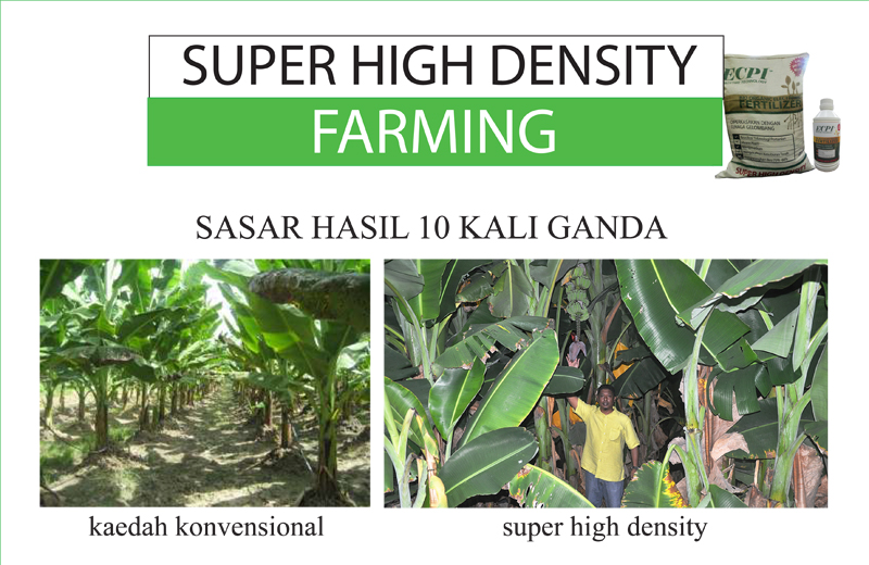 ECPI FERTILIZER: ECPI FERTILIZER TARGETED YIELD IMPROVEMENT 10 TIMES ...