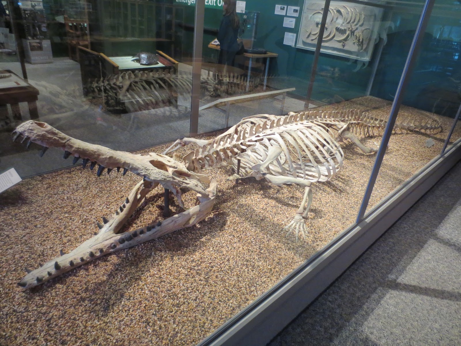 Equatorial Minnesota: Fossil Crocs of the Science Museum