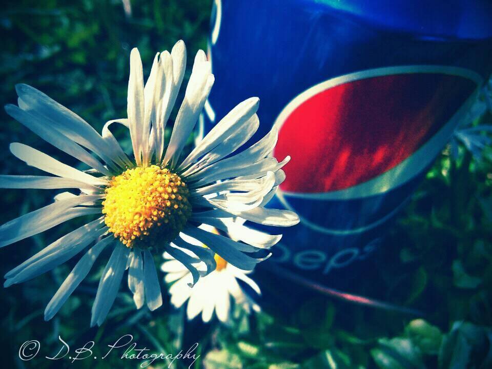 Spring & Pepsi