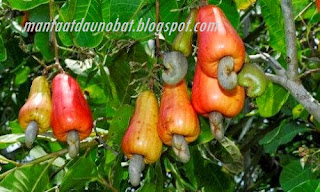 Manfaat Khasiat Jambu Monyet Untuk Kesehatan | Cara Pengobatan Tradisional