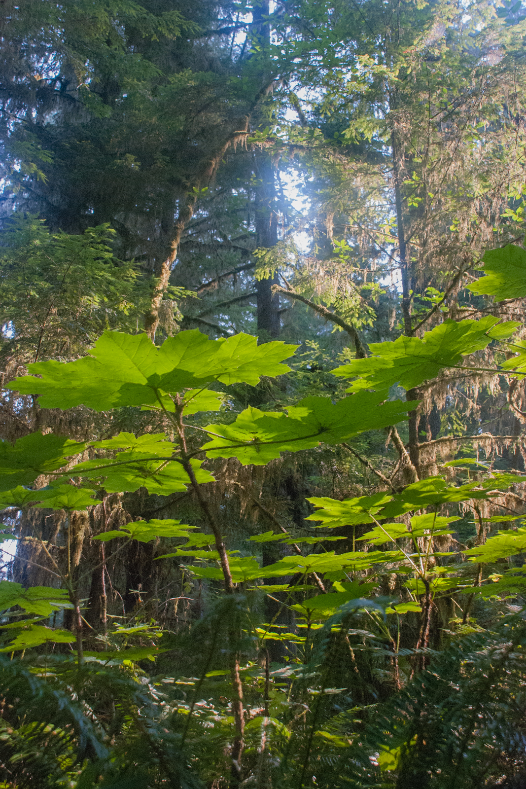 Pacific Northwest Photography: Olympic Peninsula: Rain Forest Hiking