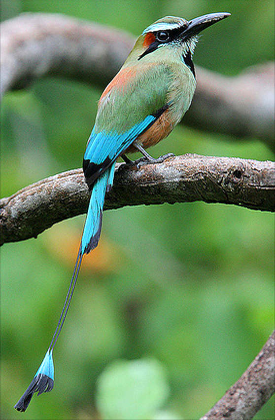Bellas Aves de El Salvador: Eumomota superciliosa (guardabarranco ...