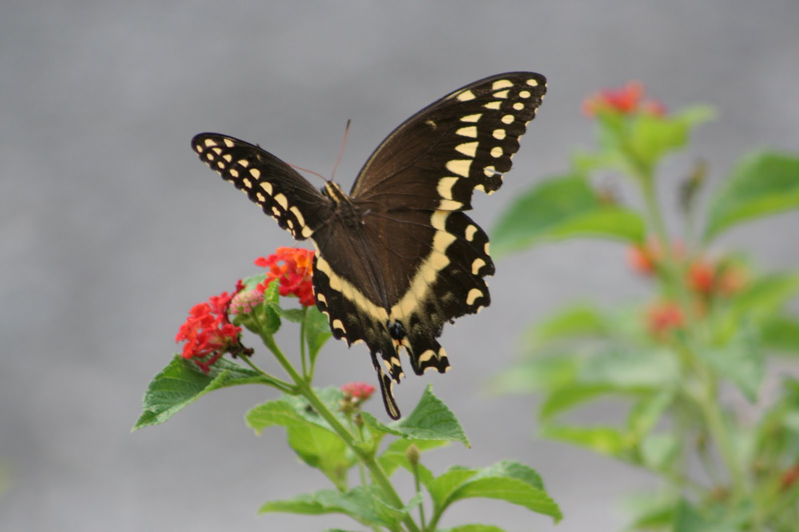 Snapper II: Butterflys in August