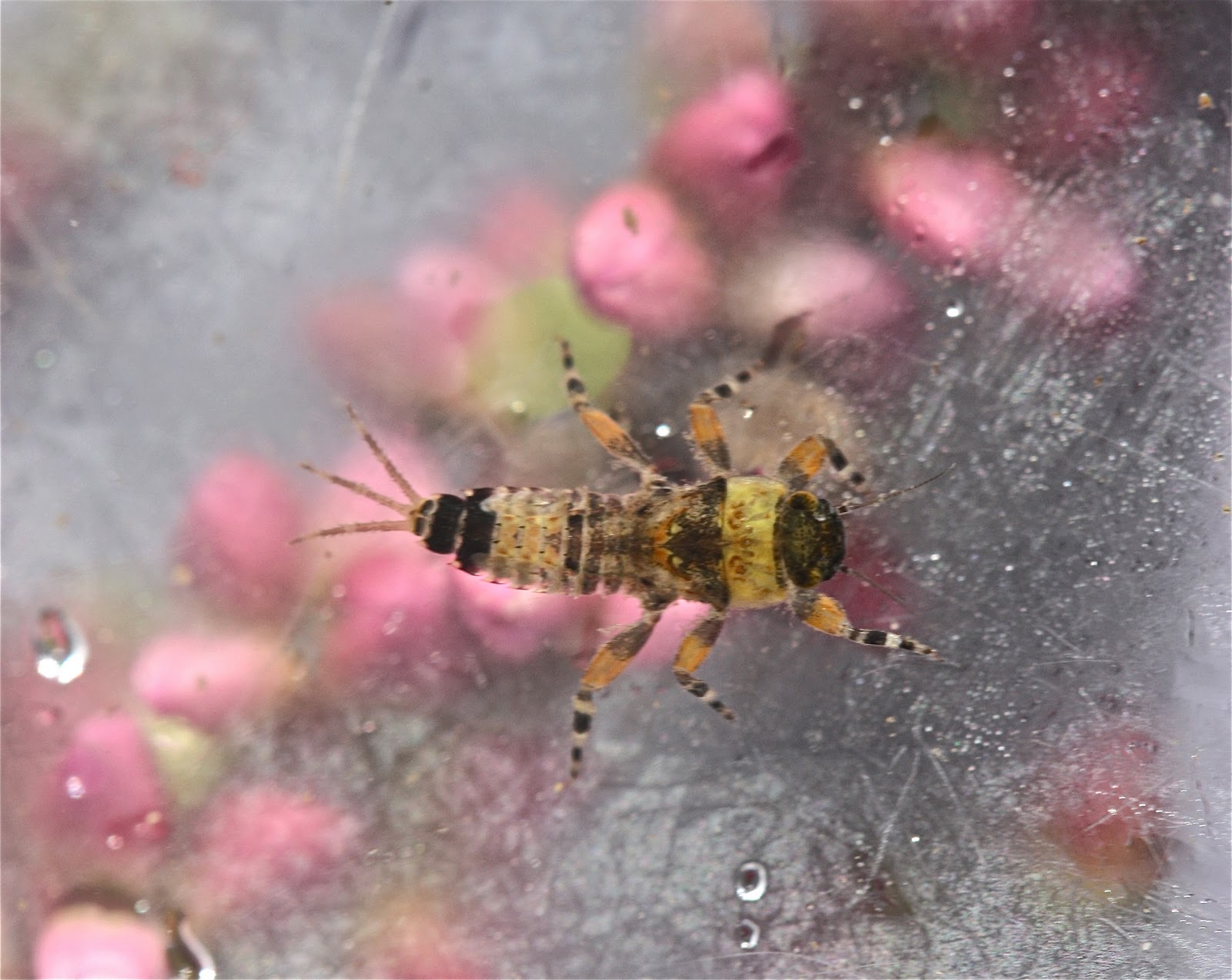 Aquatic Insects of Central Virginia: Photos: More Surprises at the ...