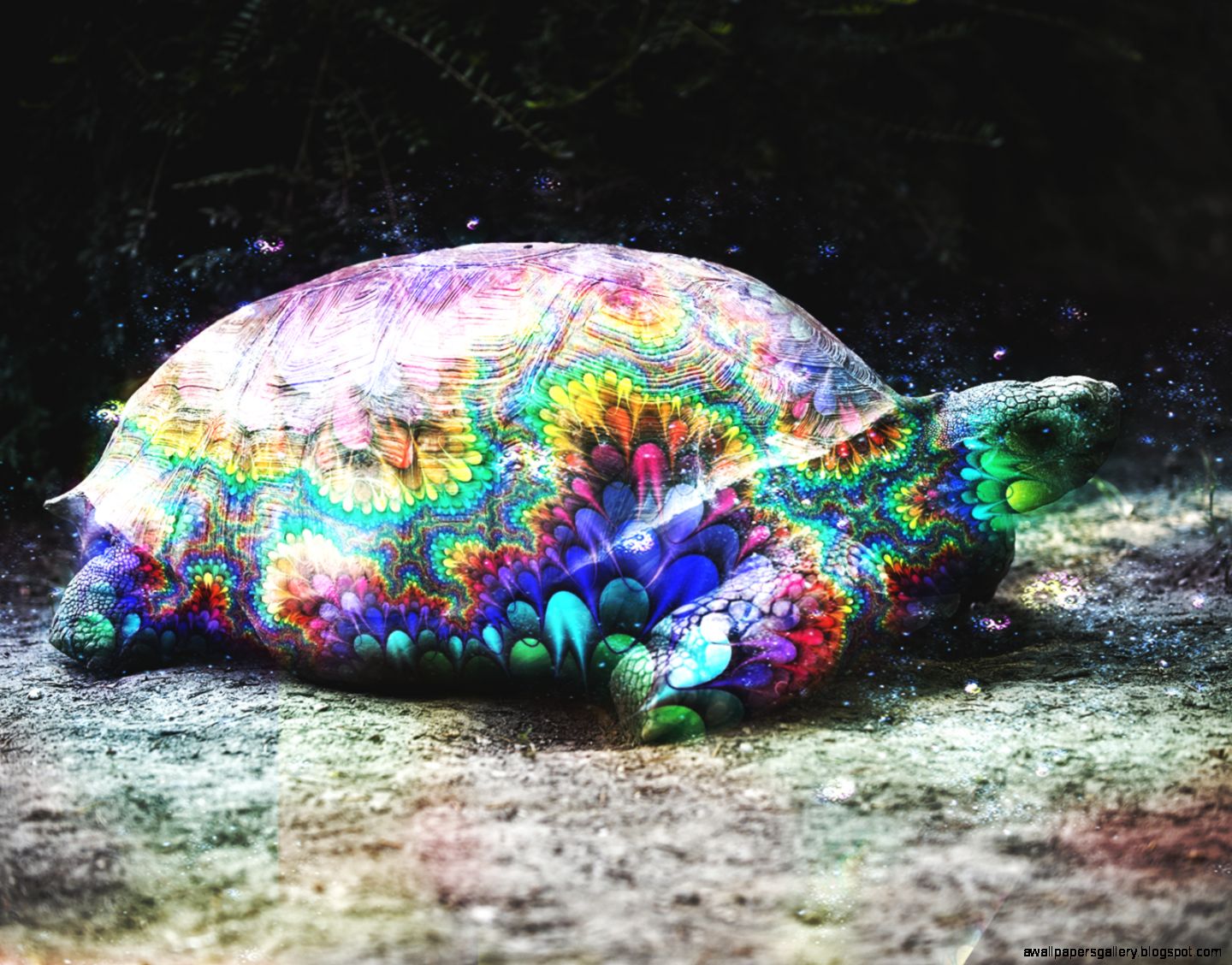 Trippy Turtle Drawings | Wallpapers Gallery