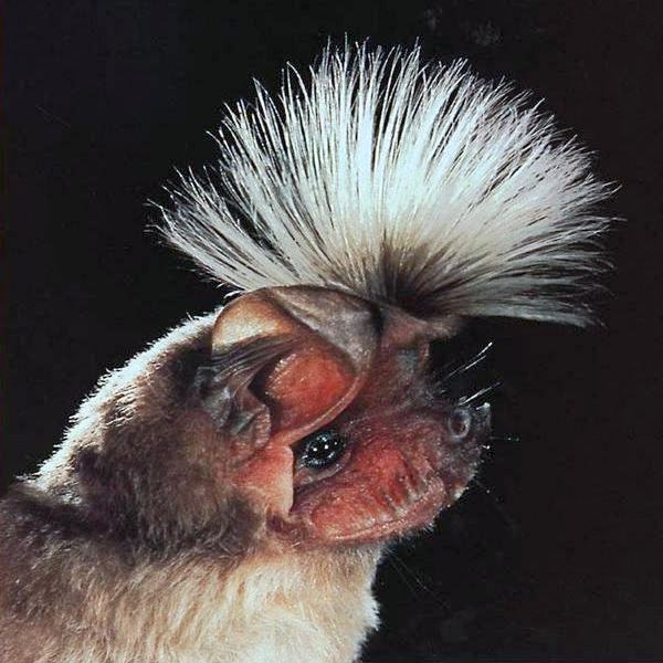 Chapin's free-tailed bat