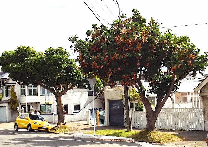 Theobrominated: Fruiting karaka