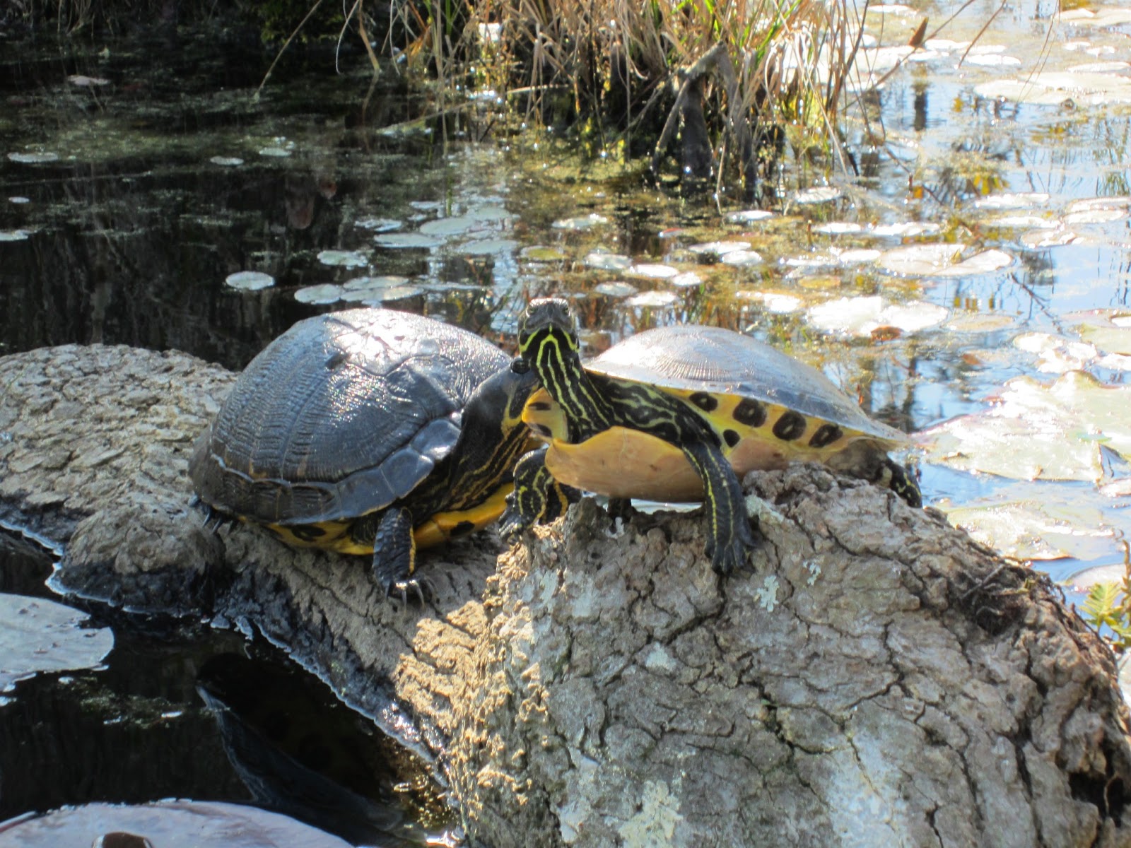 Cannundrums: Yellow-Bellied Slider