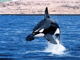 DOCUMENTALES: ANIMALES DEL OCÉANO