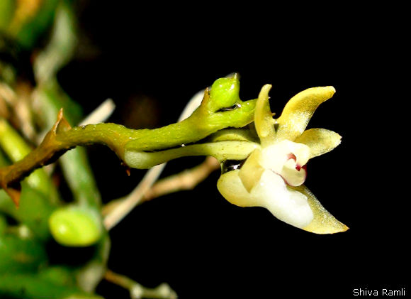 Wild orchids in sumatra: Taeniophyllum hasseltii Rchb.f., 1863