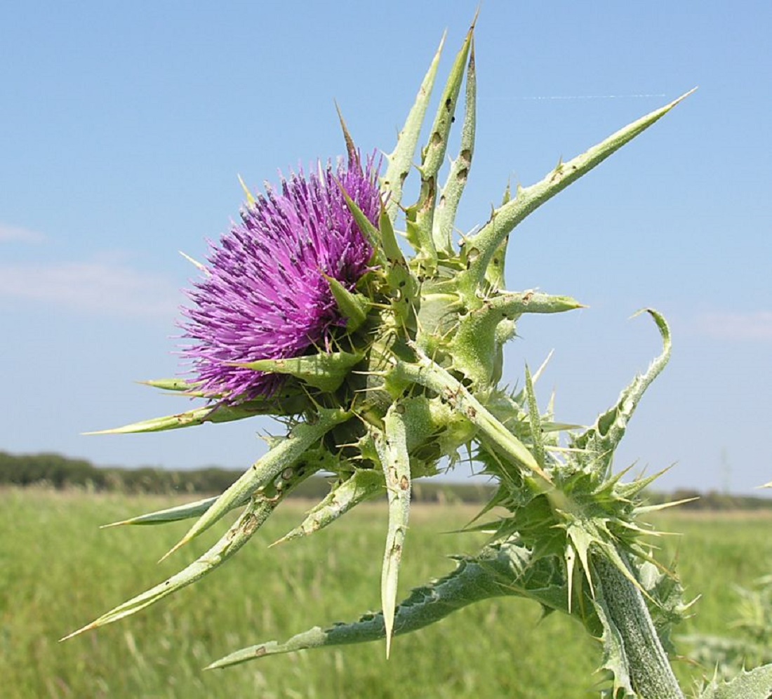 CURARSI CON IL CARDO - Blog di pociopocio