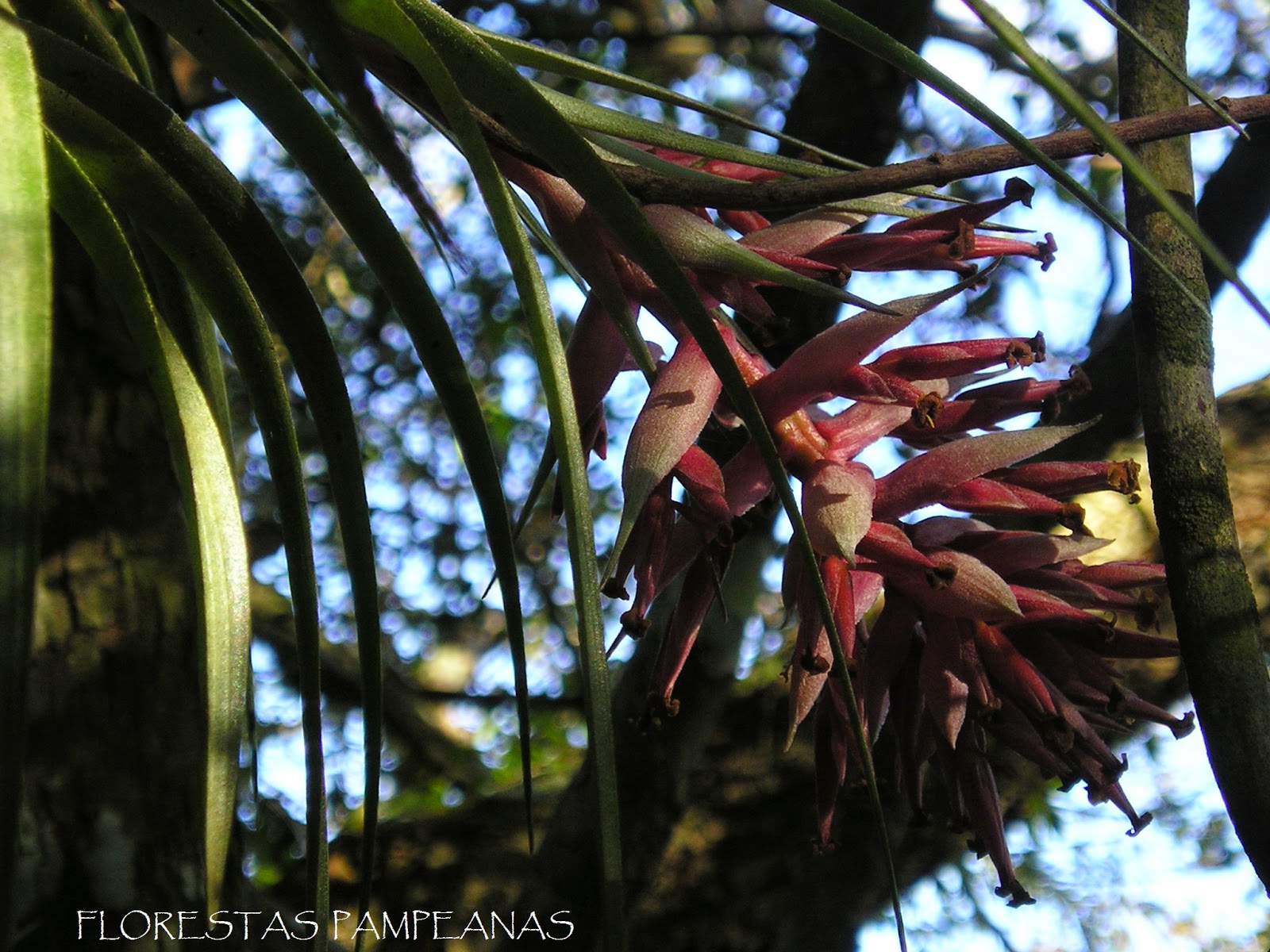 Florestas Pampeanas: FLORA PAMPEANA: ACA-BRO.