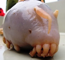 The Moe Dome : Sea Pigs! They're cuter than you think!
