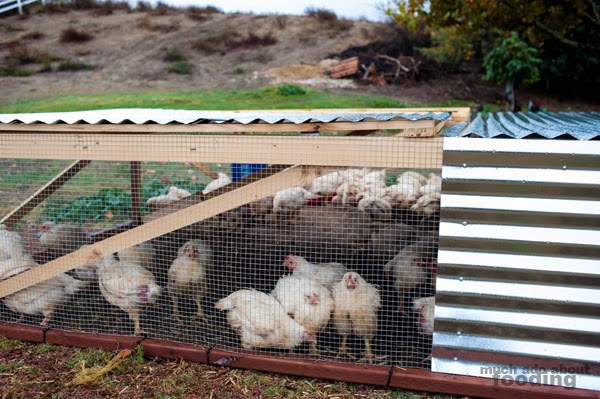 Meet Primal Pastures - A Tour | Much Ado About Fooding