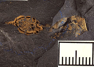 Variety of Life: Cincta