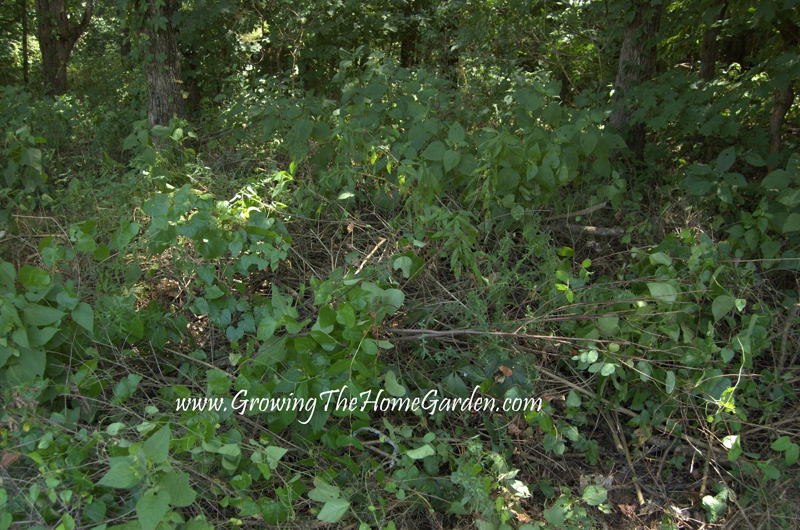 Gardening: Clearing a Shady Area for a Garden