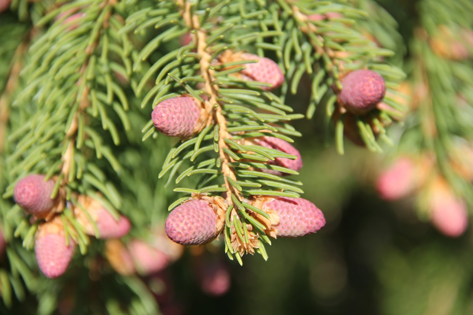 White Spruce Cones