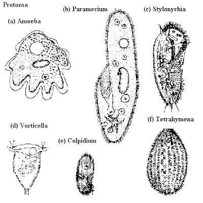 PROTOZOA | Tubuh Nihil