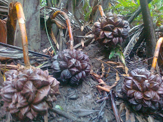 Bicara Mentari: CARA DAPAT NIRA NIPAH