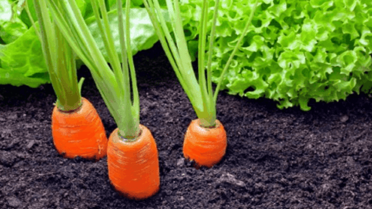Begini nih budidaya dan cara menanam wortel yang baik dan benar agar ...